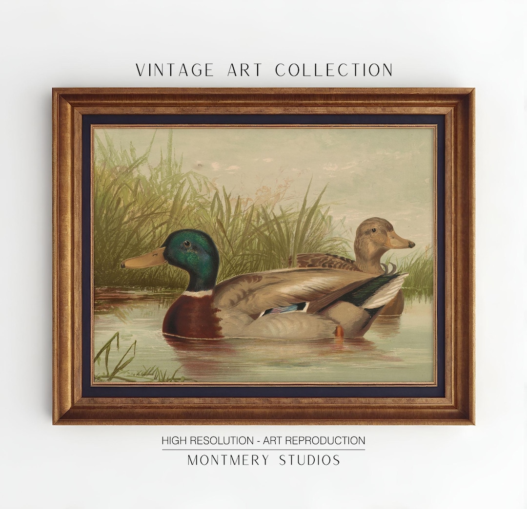 Mallard Duck Prints, Wild Ducks on a Pond, Vintage Duck Poster ...