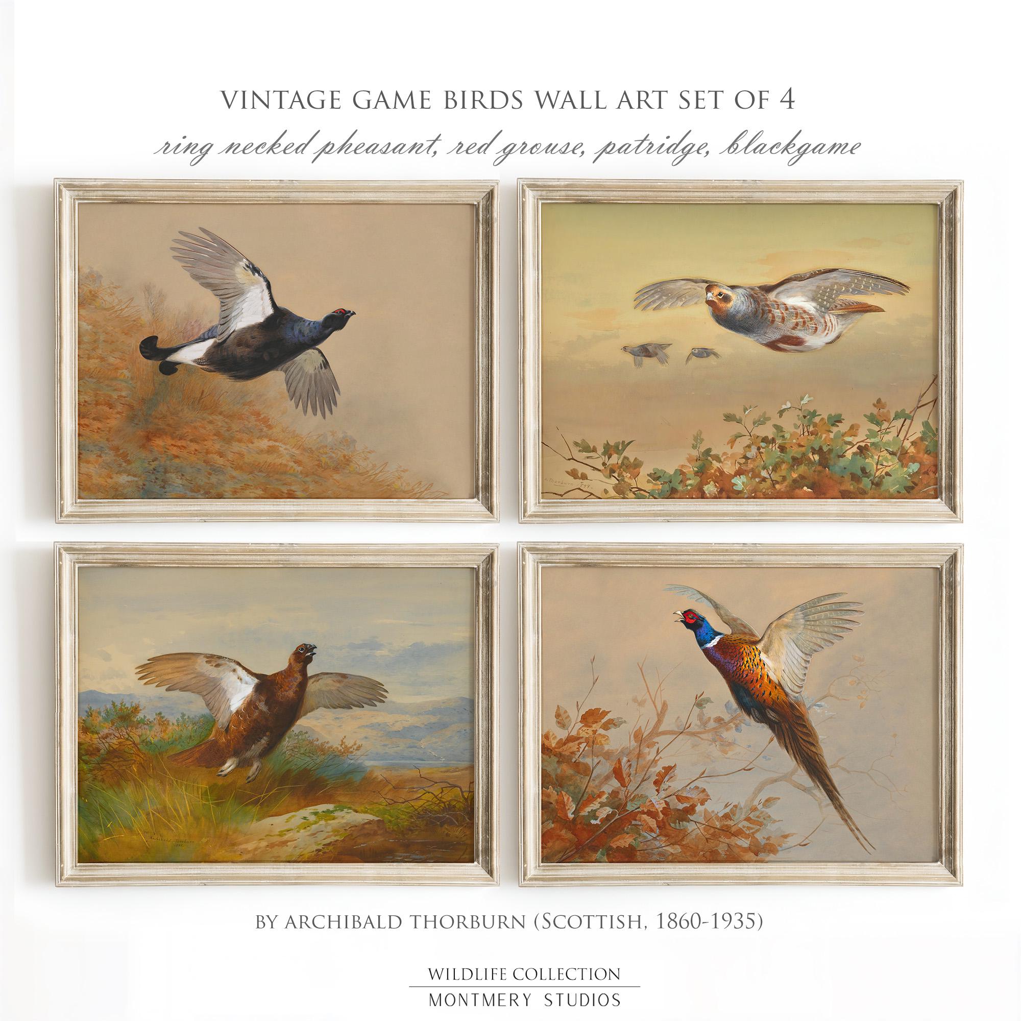 Vintage Game Birds Wall Art Set of 4, Upland Hunt Decor, Ring-necked ...