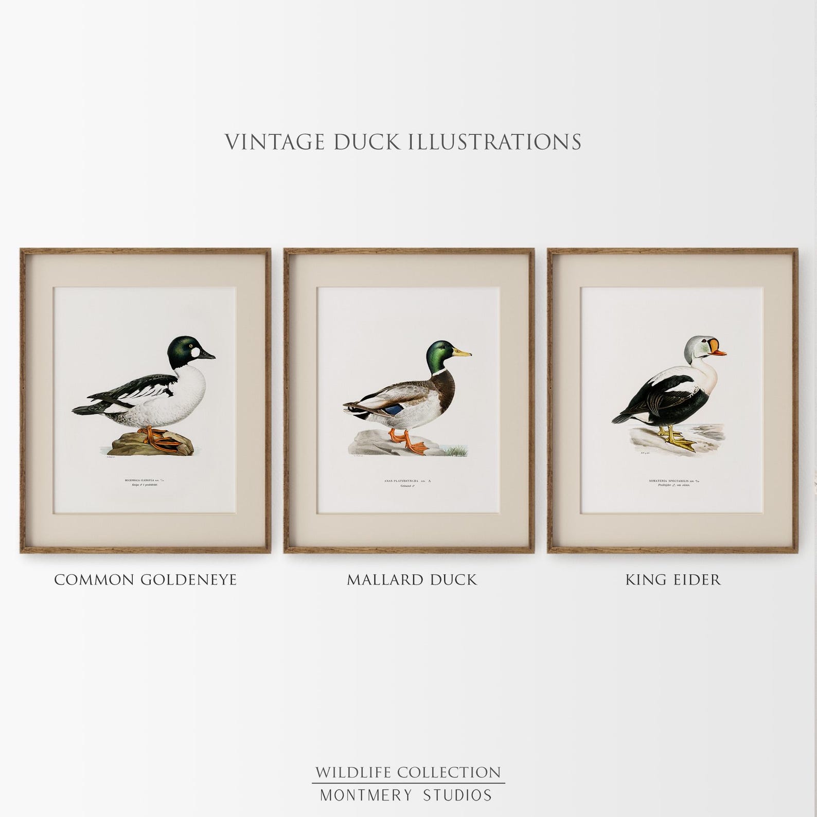 Vintage Duck Illustrations Set of 12, Mallard and Duck Breeds Wall Art ...