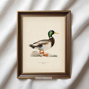 Vintage Duck Hunting Patent Prints Set, Mallard, Gadwall, Green Winged ...