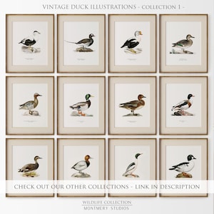 North American Game Bird Prints: Ring-necked Pheasant, Wild Turkey ...