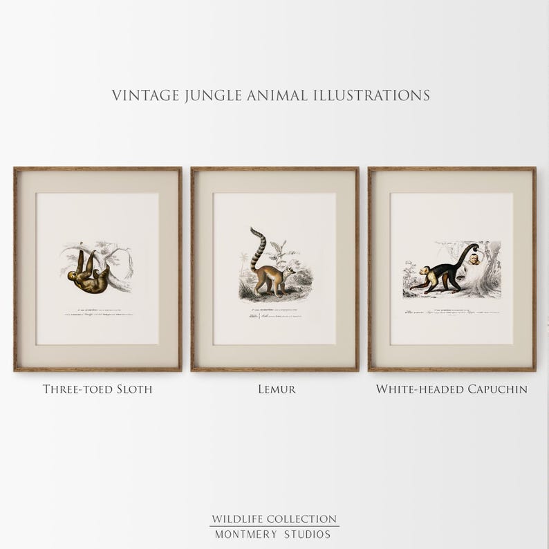 Jungle Animal Prints Set of 12, Vintage Rainforest Nursery Wall Art ...