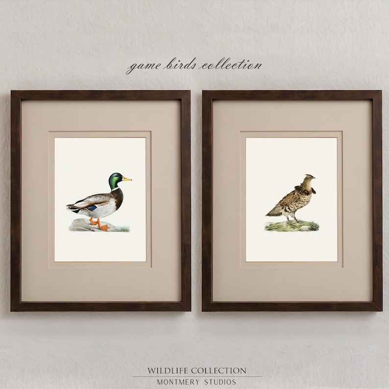 North American Game Bird Prints: Ring-necked Pheasant, Wild Turkey ...