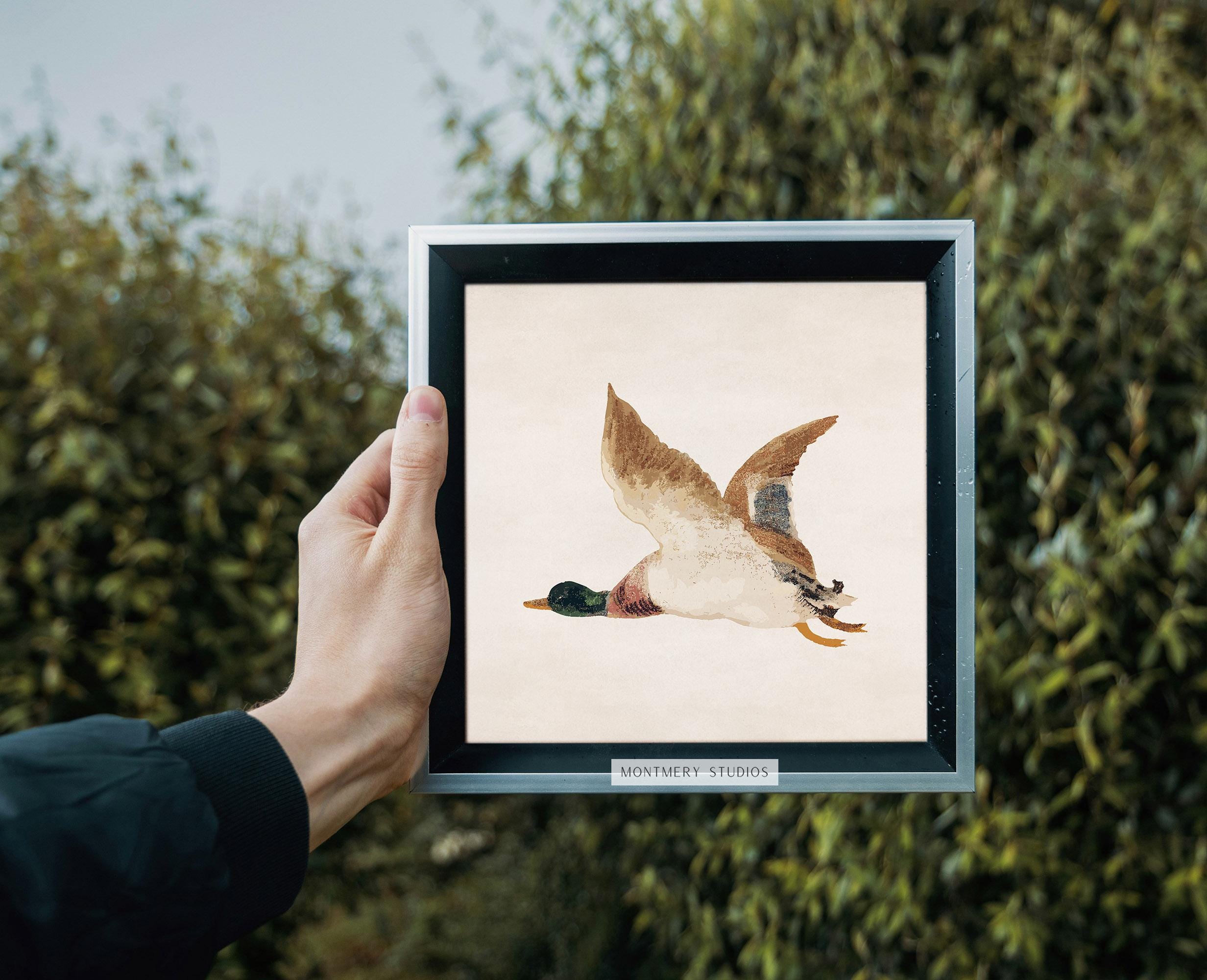 Flying Ducks Prints, Set of 4 Mallard Duck Wall Art, Square Nursery ...