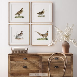 North American Game Bird Prints: Ring-necked Pheasant, Wild Turkey ...