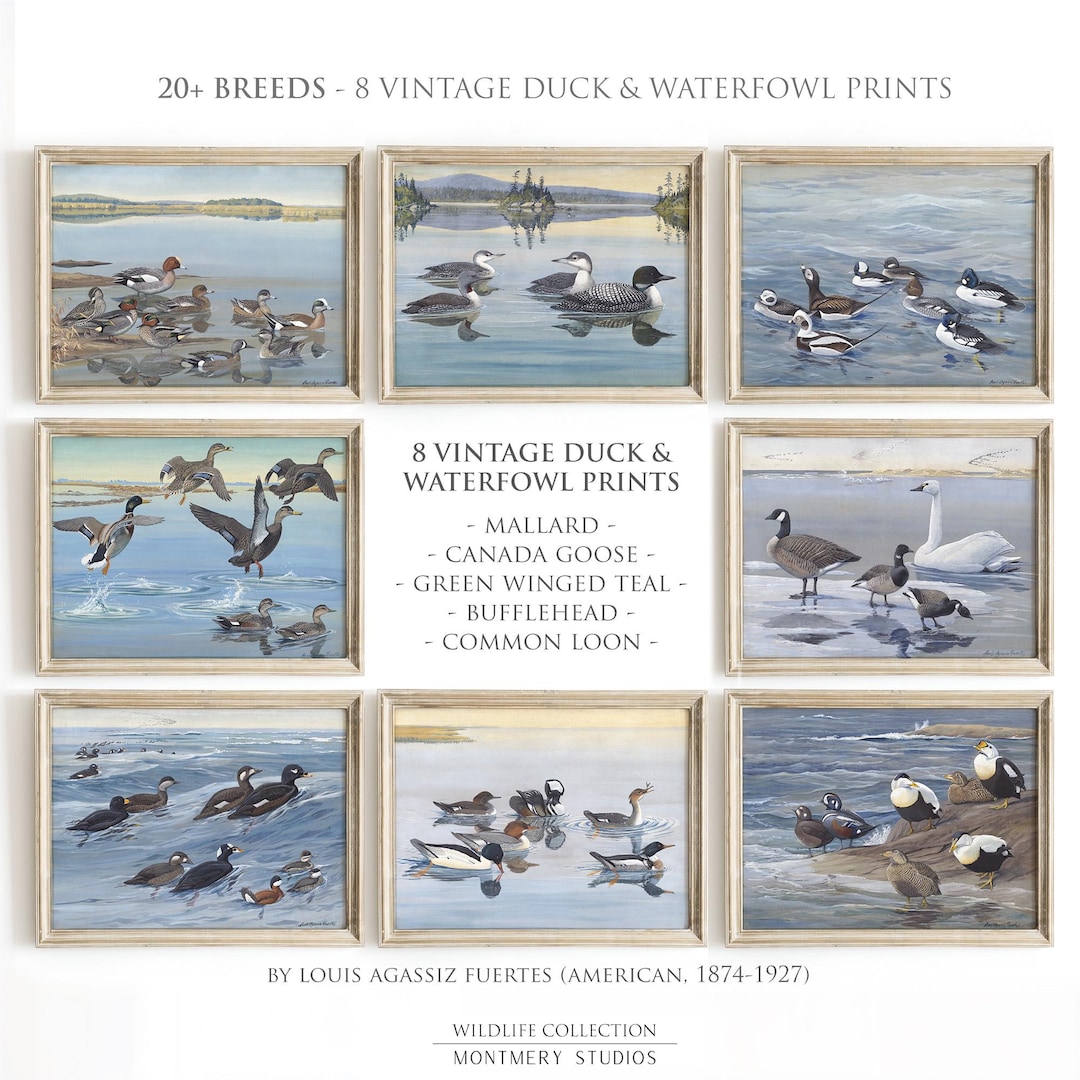 Vintage Waterfowl & Duck Art Prints, Set of 8, 20+ American Bird Breeds ...