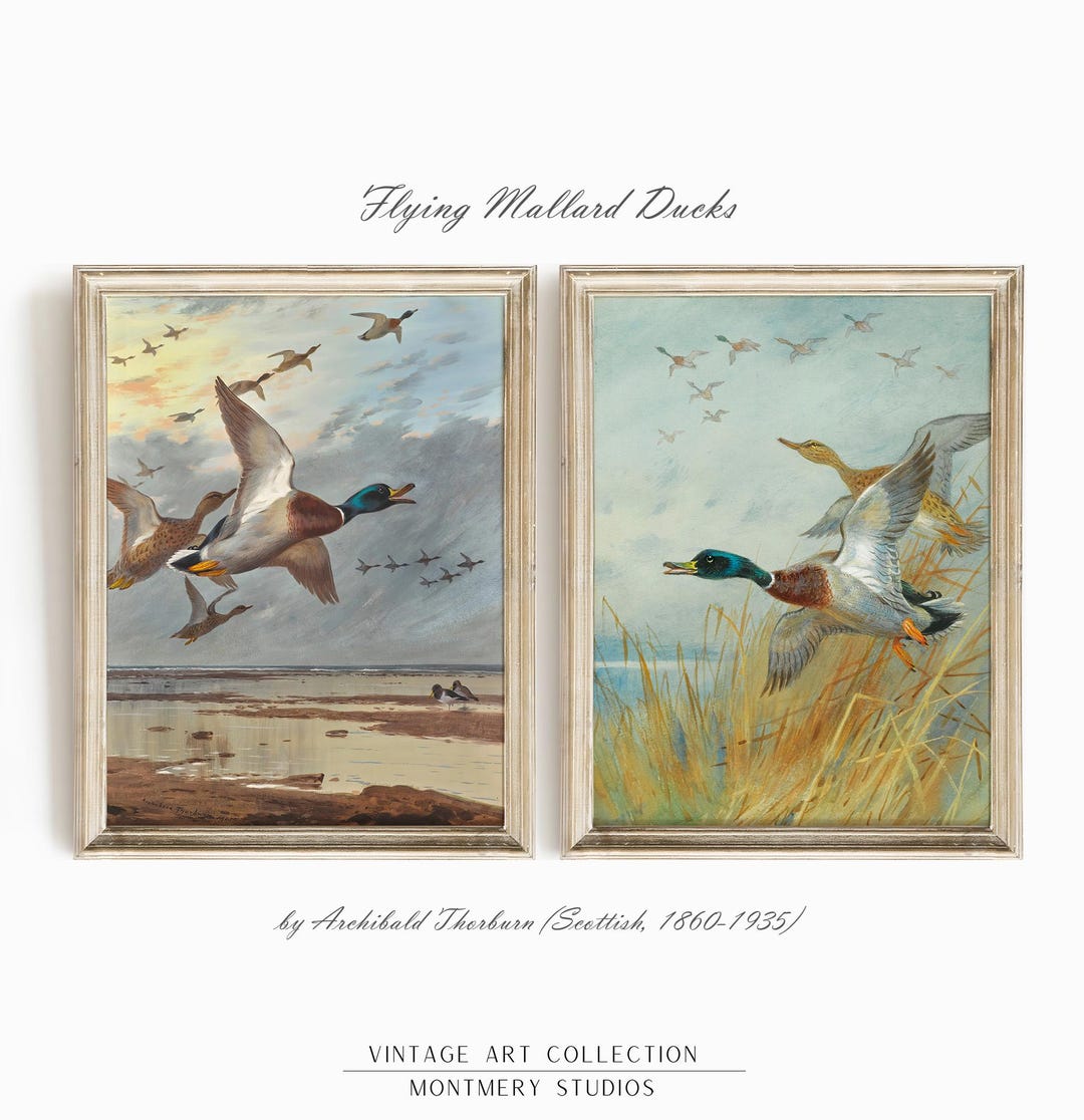 Vintage Mallard Duck Prints, Set of 2, Flying Ducks Waterfowl Art ...