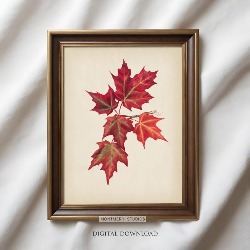 Red Maple Antique - Etsy