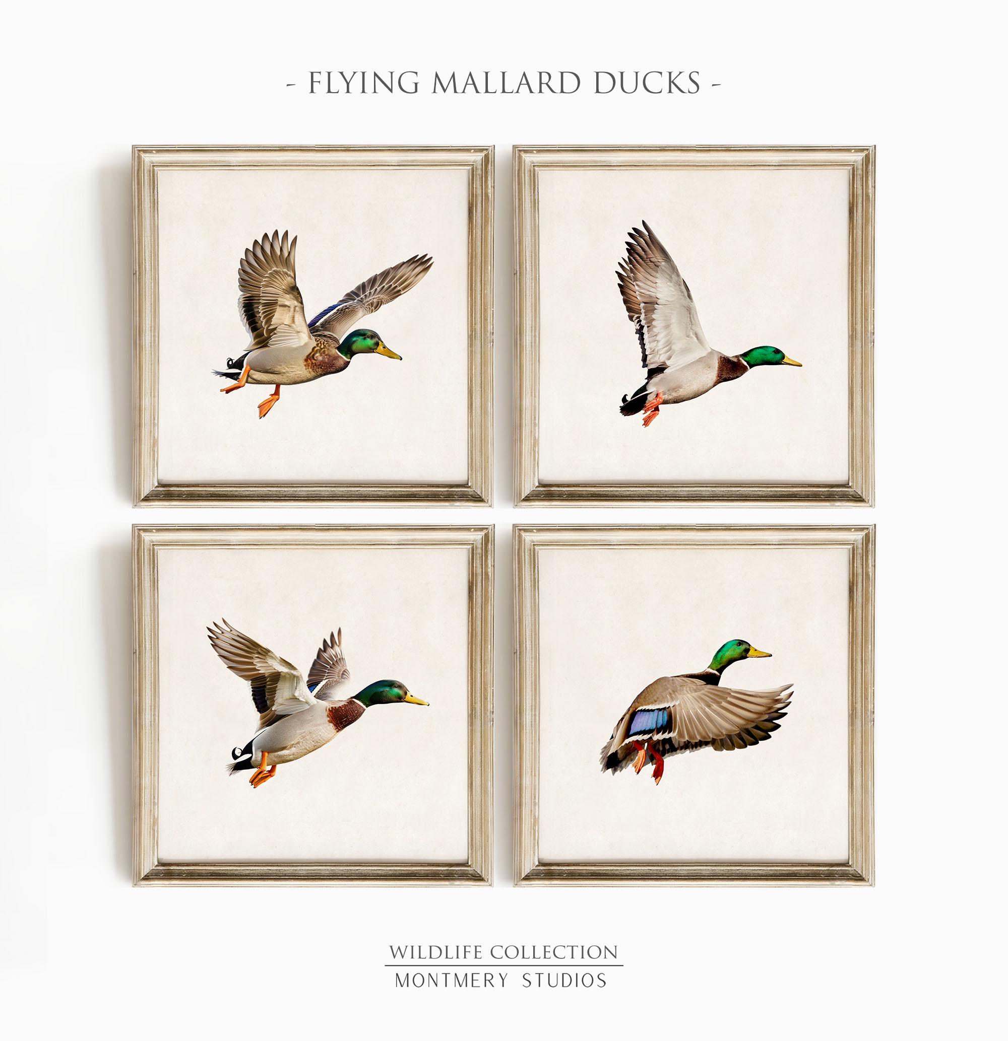 Flying Mallard Ducks Wall Art Set of 4, Square Vintage Wildlife Prints ...