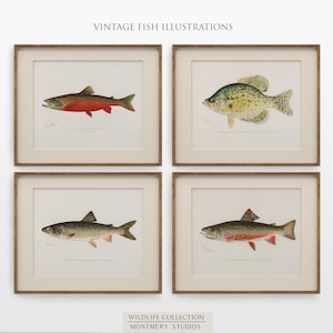 Vintage Game Fishes of North America, Set of 20 Lake House Wall Art ...