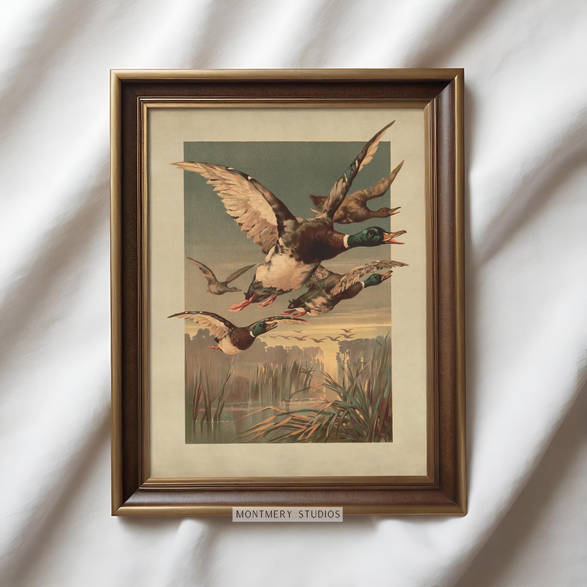 Flying Mallard Ducks Poster, Vintage Upland Hunt Print, Antique ...