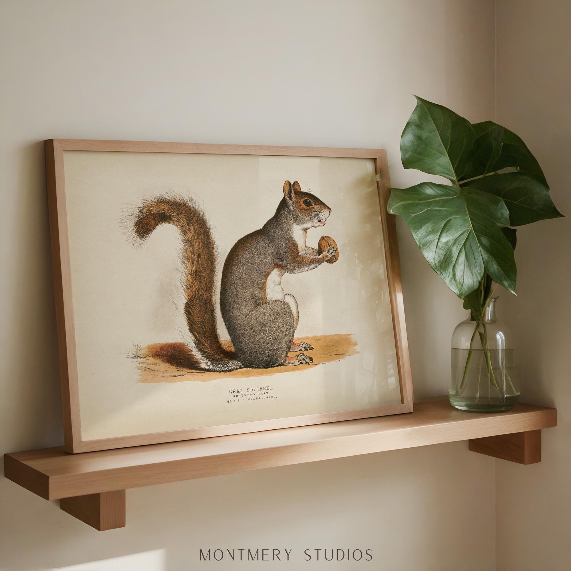 Vintage Squirrel Print, Squirrel Illustration Poster, Squirrel Drawing ...