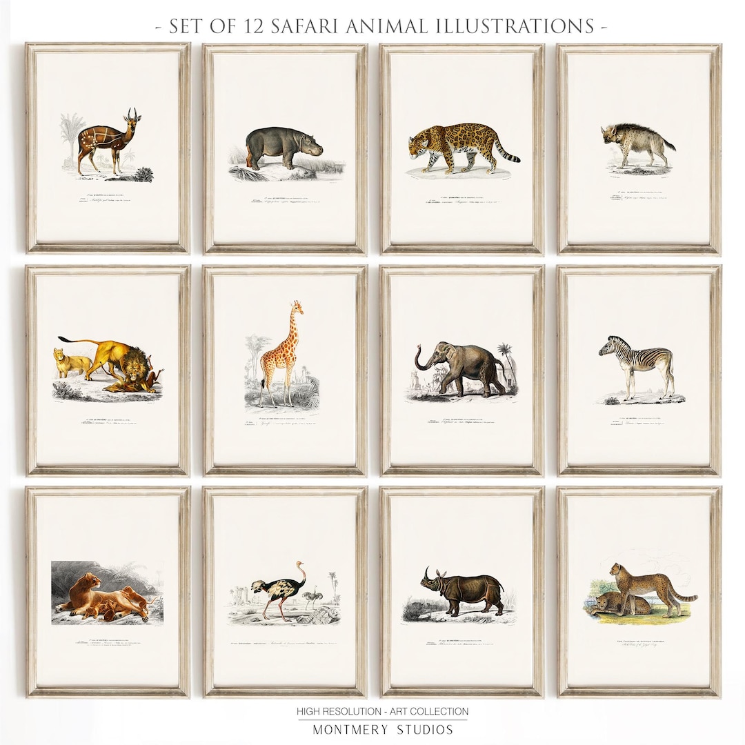 Safari Animal Prints Set of 12, Vintage Safari Nursery Wall Art ...