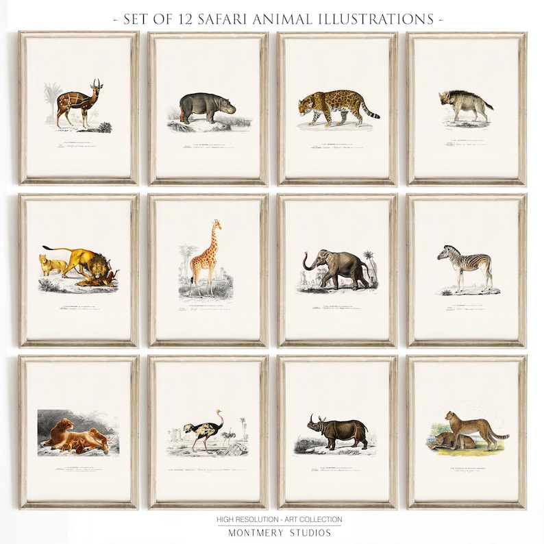 Safari Animal Prints Set of 12, Vintage Safari Nursery Wall Art ...