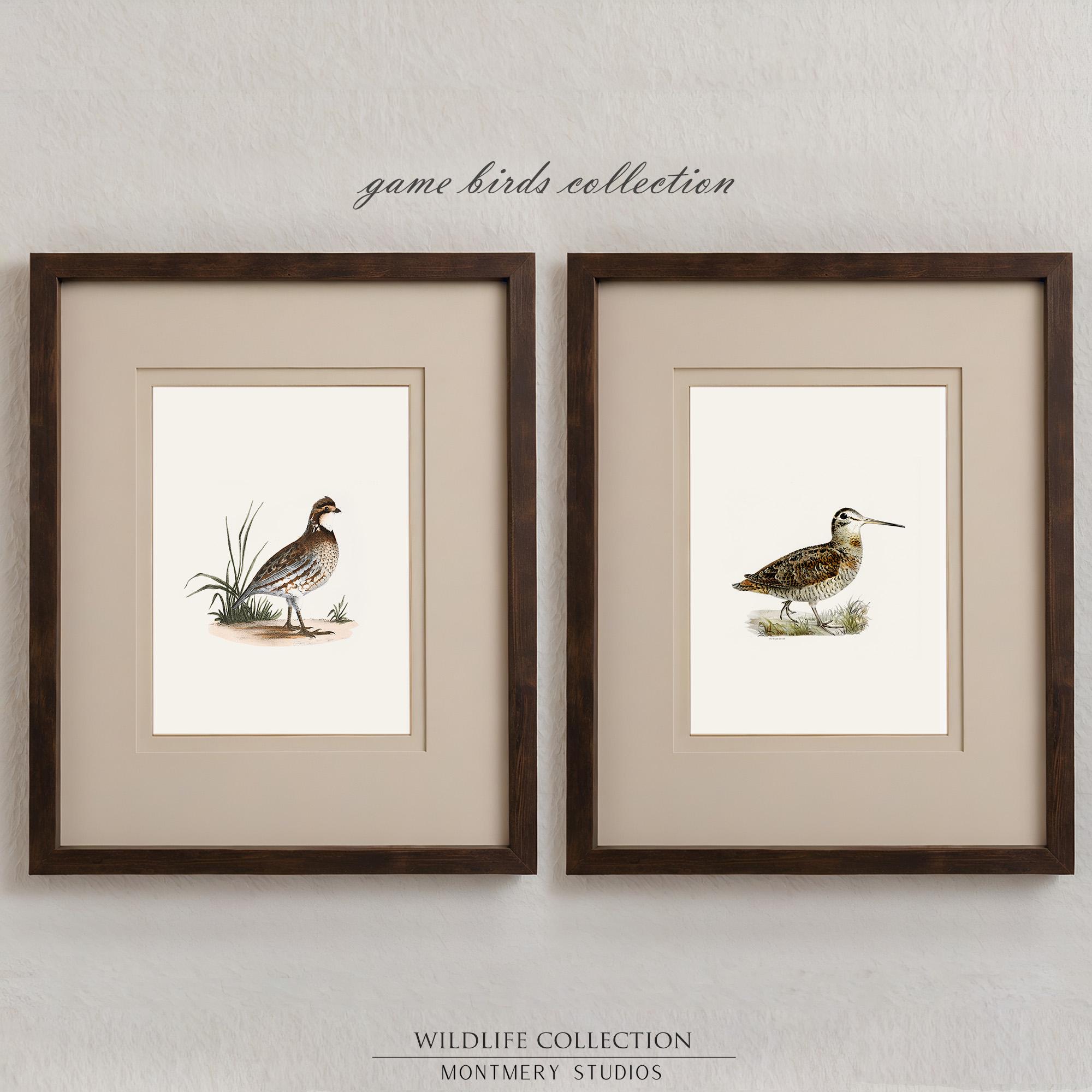 North American Game Bird Prints: Ring-necked Pheasant, Wild Turkey ...