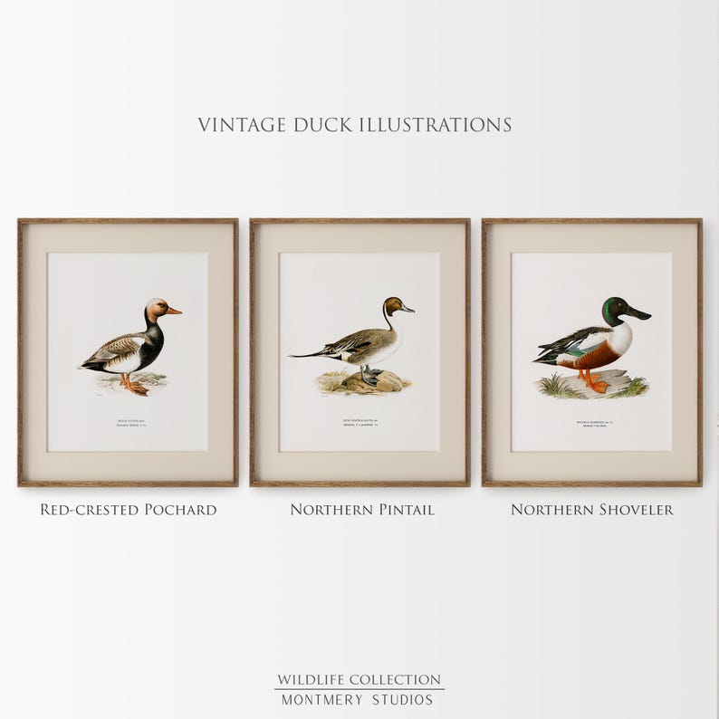 Vintage Duck Illustrations Set of 12, Mallard and Duck Breeds Wall Art ...