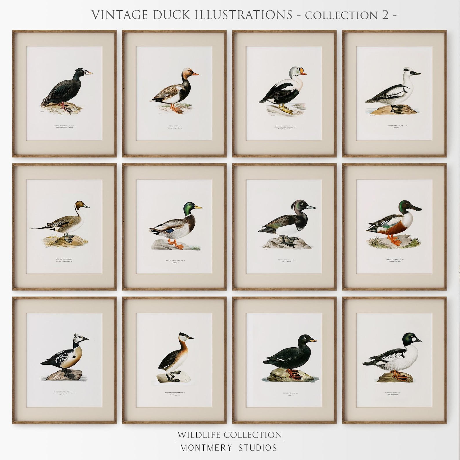 Vintage Duck Illustrations Set of 12, Mallard and Duck Breeds Wall Art ...