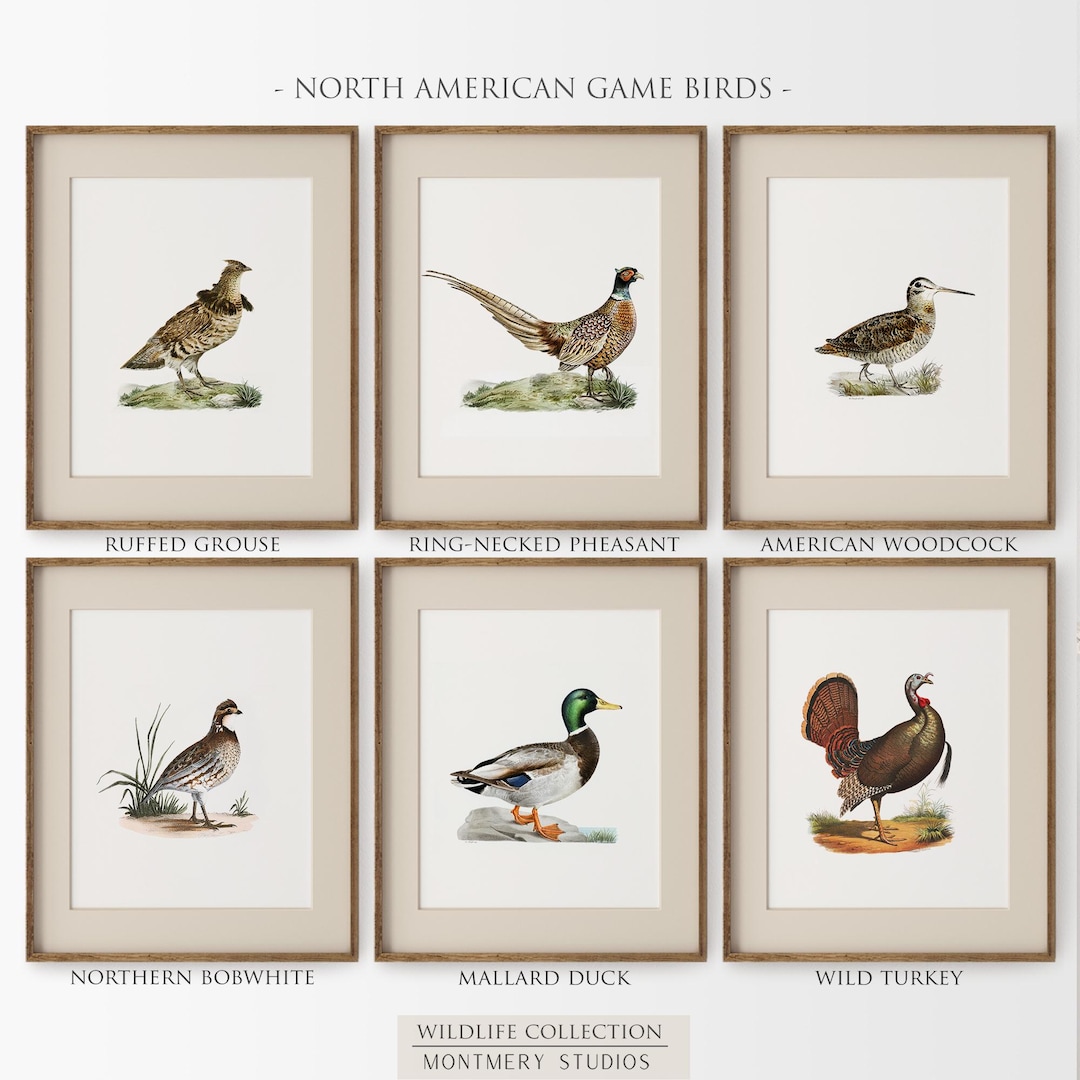 North American Game Bird Prints: Ring-necked Pheasant, Wild Turkey ...