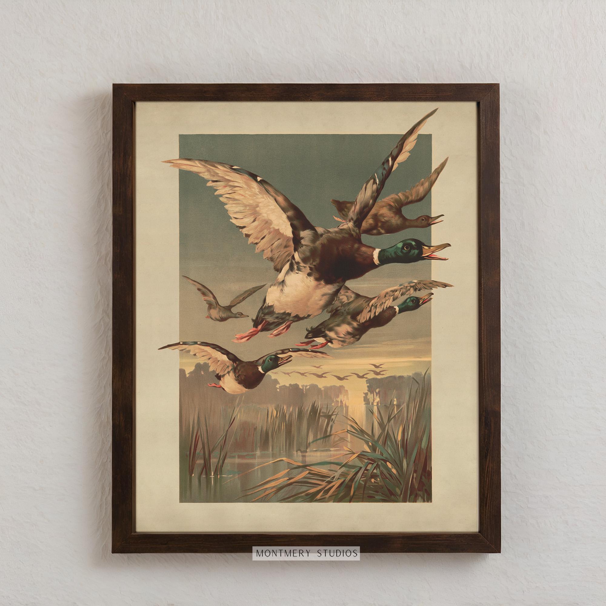 Flying Mallard Ducks Poster, Vintage Upland Hunt Print, Antique ...