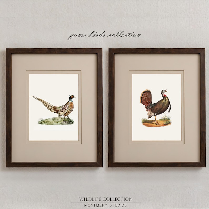 North American Game Bird Prints: Ring-necked Pheasant, Wild Turkey ...