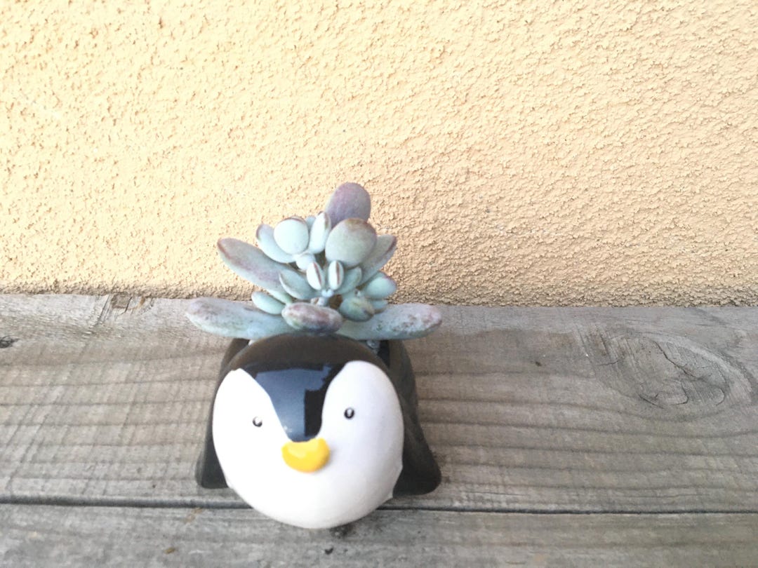 Cotyledon Penguin Planter - Etsy