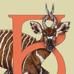 B is for Bongo Giclee Fine Art Print, Endangered and Rare Animal ...
