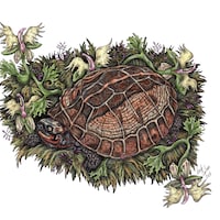 Box Turtle - Etsy