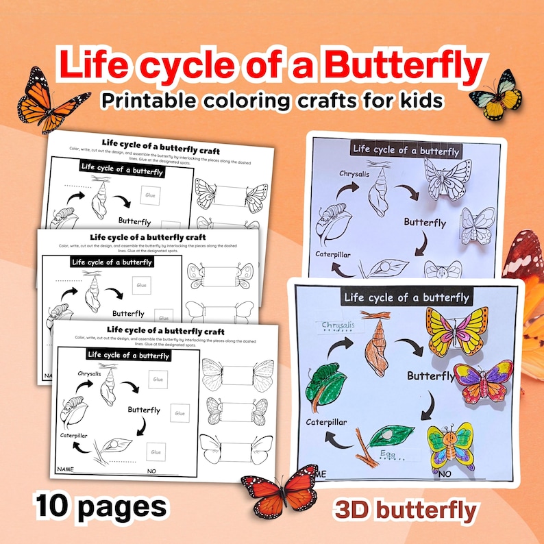 Life Cycle of a Butterfly Craft for 1st - 4th Grade, 3D Butterfly, Cut ...