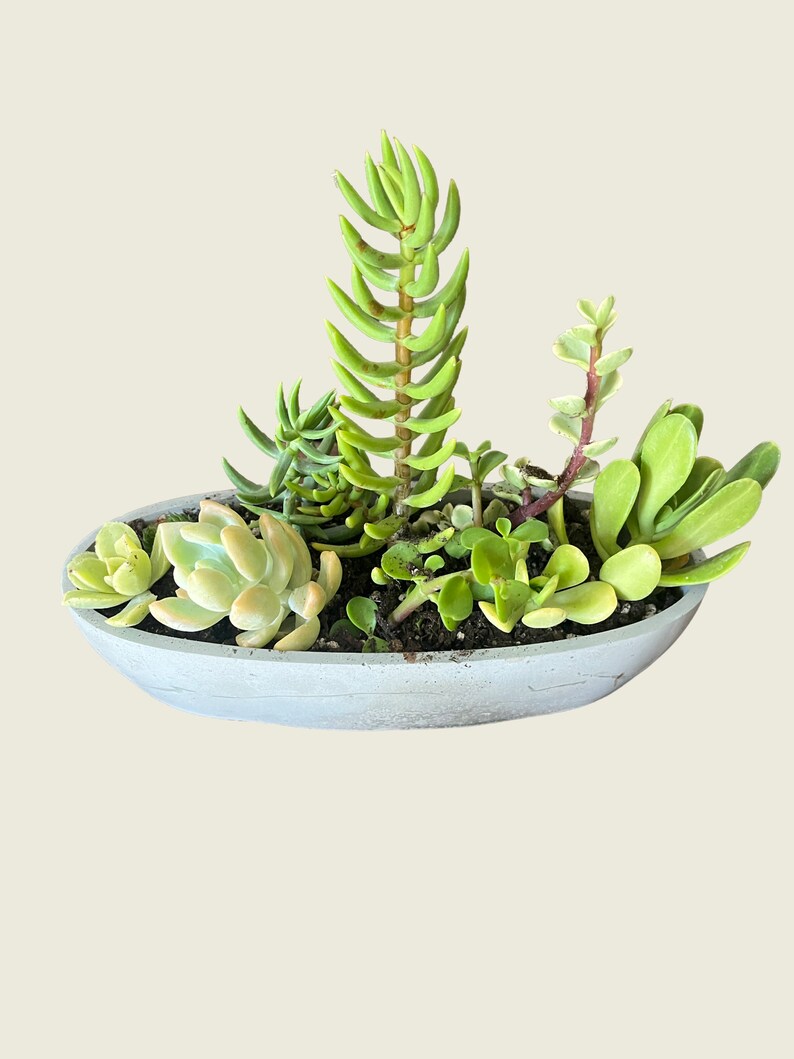 Large Succulent Arrangement for Indoor/outdoor Home Decor. Planted in a ...