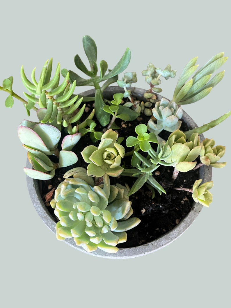 Large Succulent Arrangement for Indoor/outdoor Home Decor. Planted in a ...
