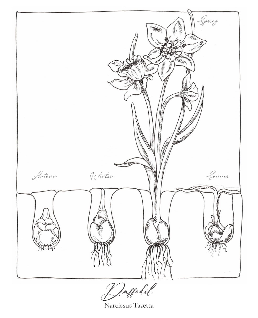 Daffodil Life Cycle Botanical Wall Art, Coloring Page, Line Drawing ...