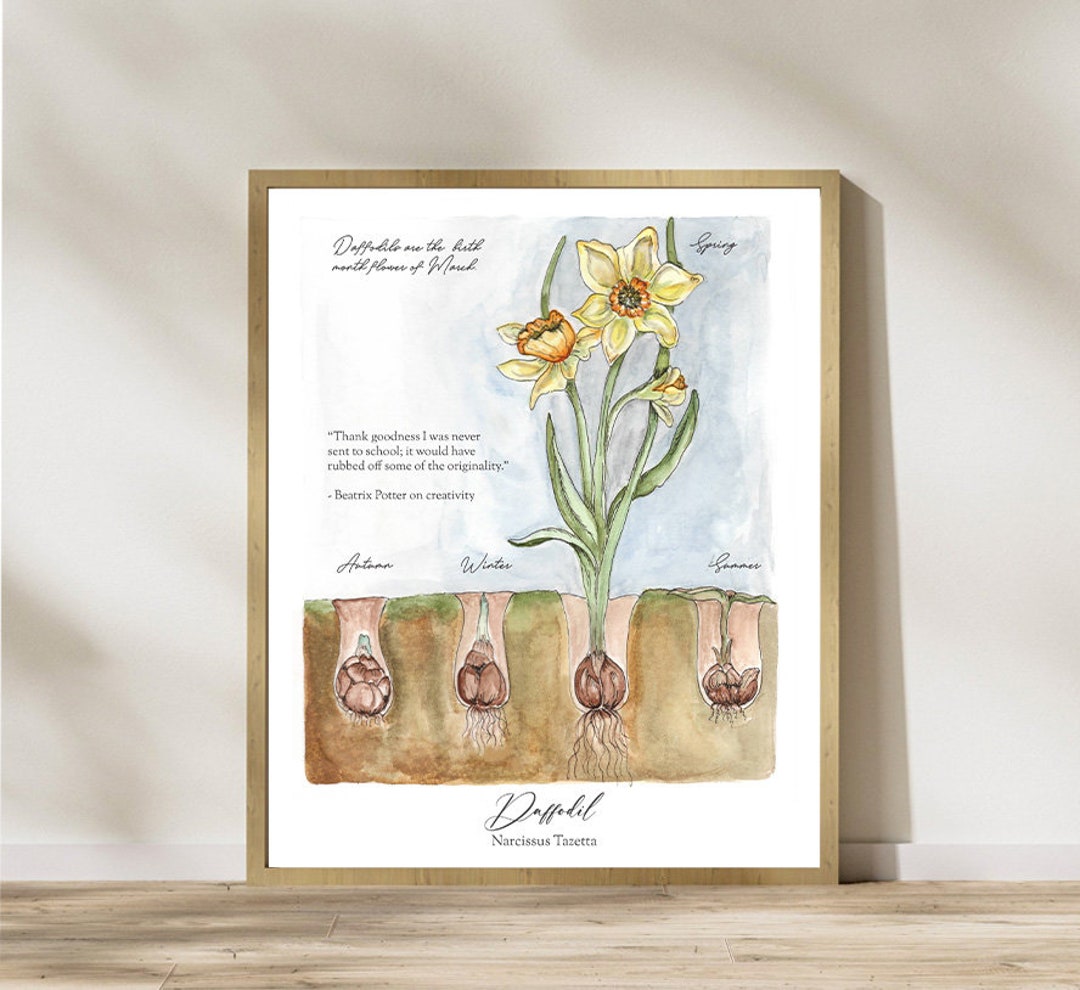 Daffodil Life Cycle Botanical Watercolor Print, Floral Art, Instant ...
