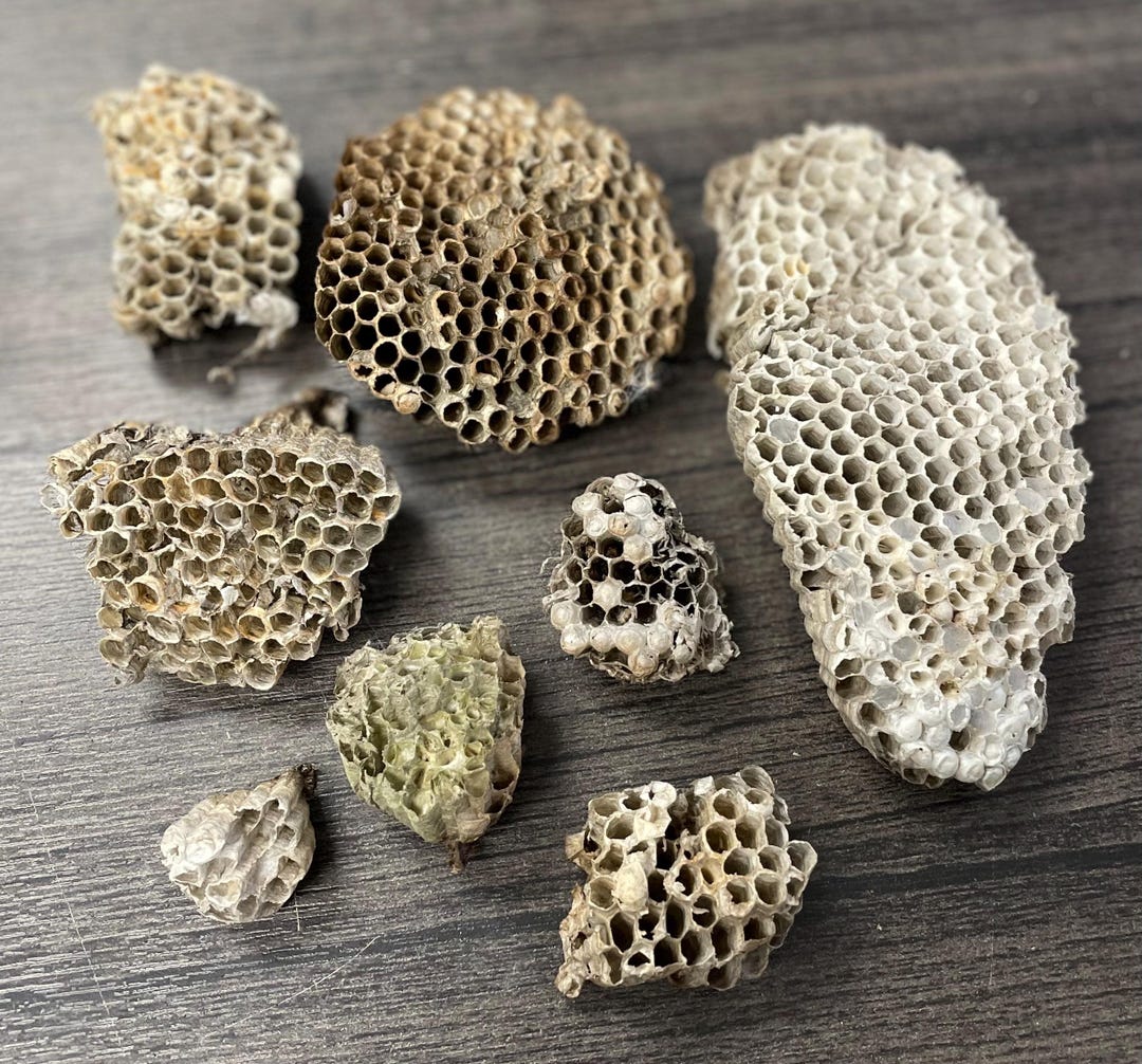 Wasp Nest Lot No. 6, Wasp Nest, Wasp, Oddities, Taxidermy, Craft ...
