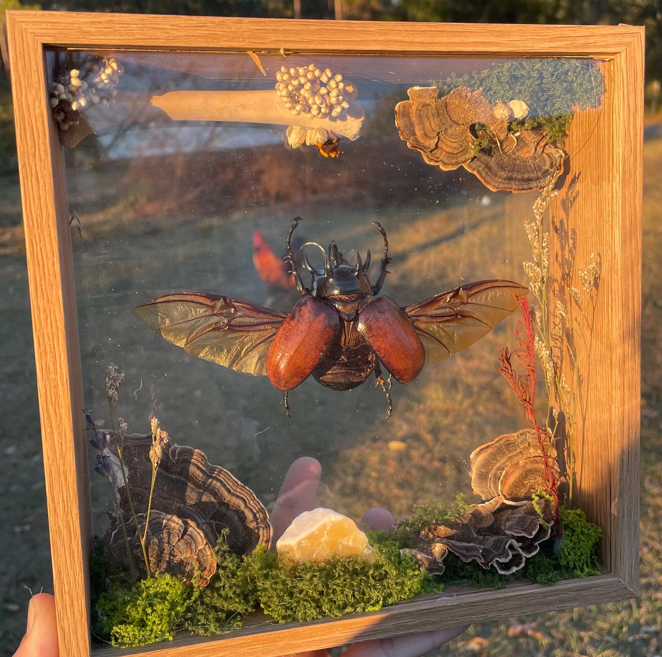 Ox Beetle, Beetles, Shadow Box, Bones, Flowers, Crystals, Oddities ...