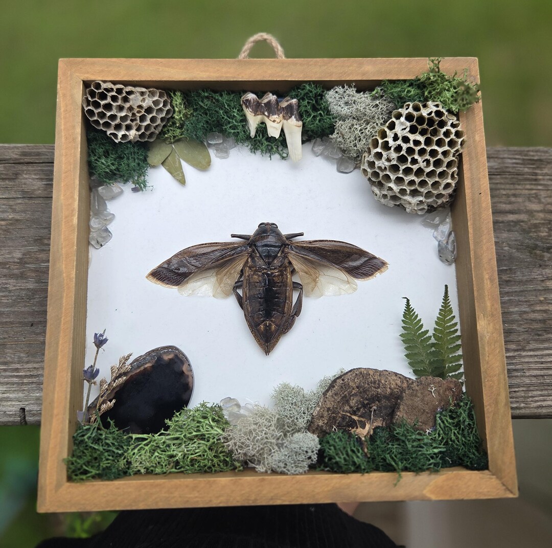 Preserved Giant Water Bug Shadow Box, Gothic Oddities Display - Etsy