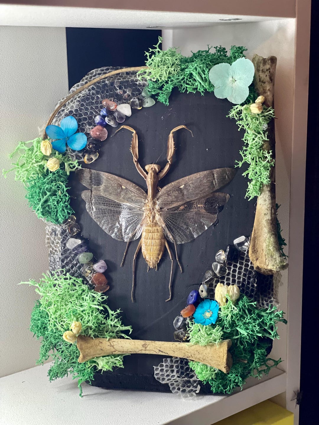 Praying Mantis, Mantis, Bugs, Oddities, Bones, Flowers, Snake Skin, Specimens. - Etsy