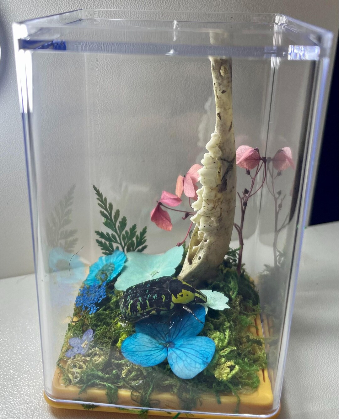 Madagascar Beetle, Oddities, Bugs, Bug Art, Jaw Bone, Bones, Flowers ...