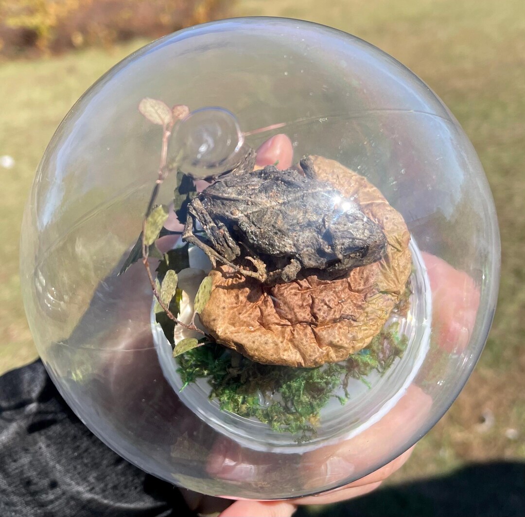 Mummified Frog, Frogs, Oddities, Mushrooms, Bones, Flowers. - Etsy