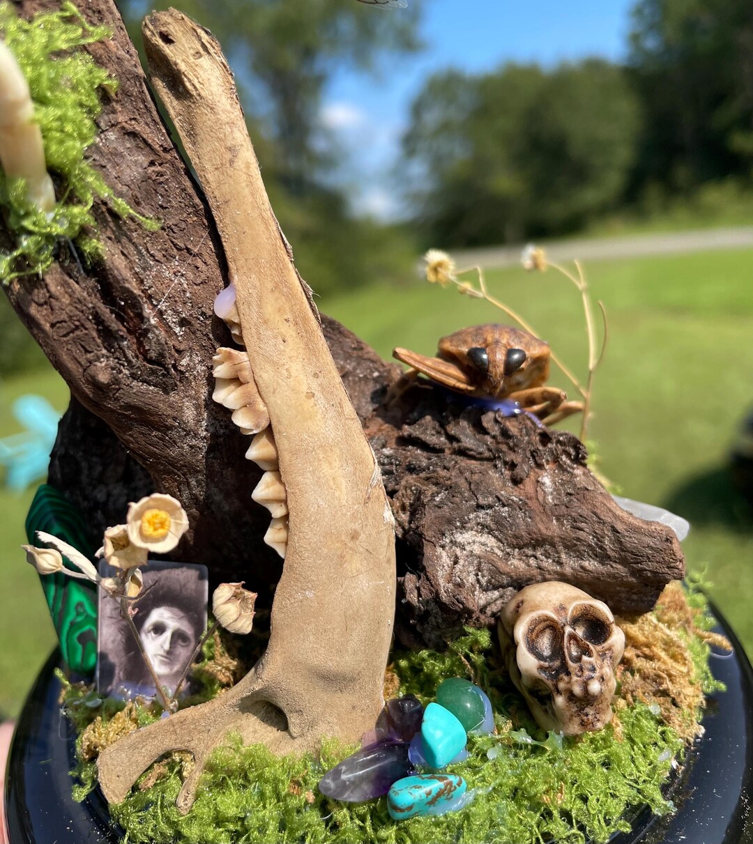 Oddities, Goth Art, Shadow Box, Unique Craft - Etsy
