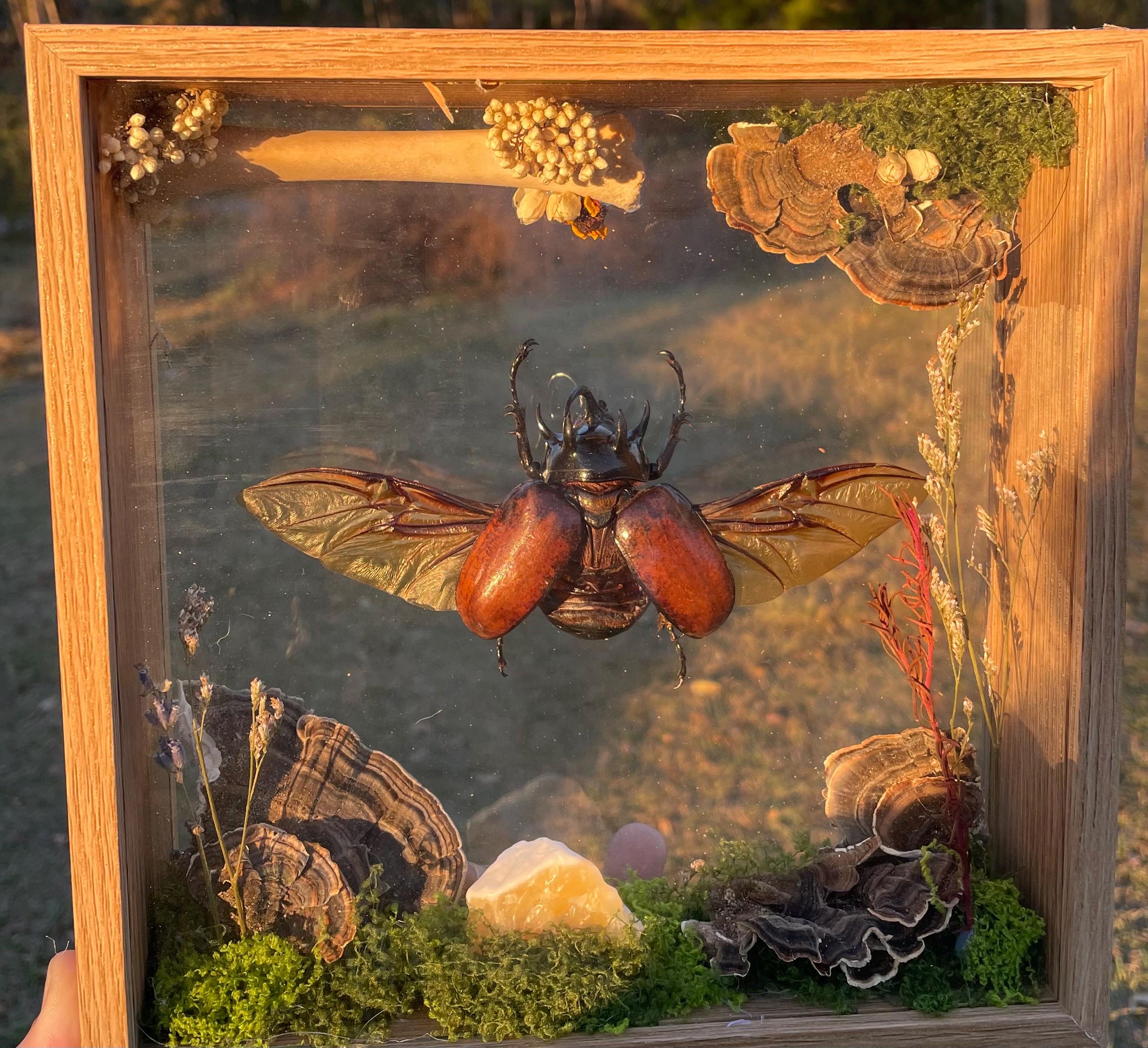 Ox Beetle, Beetles, Shadow Box, Bones, Flowers, Crystals, Oddities ...