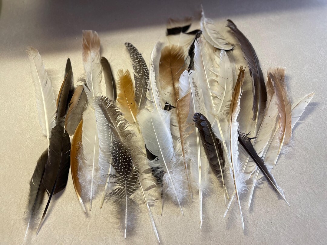 Feathers, Turkeys, Chickens, Crafts, Supplies, Oddities, Taxidermy. - Etsy