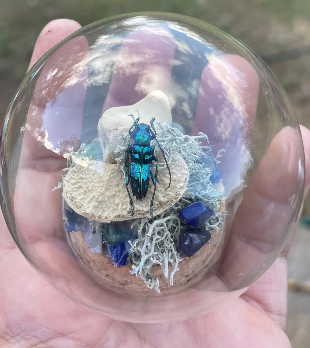 Glenea Celestis, Bug, Bug Art, Oddities, Shadow Box, Bones, Flowers ...