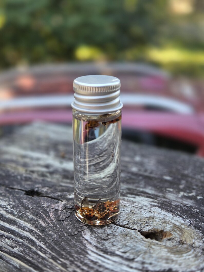 Lady Bug, Beetle, Bugs, Oddities, Taxidermy, Wet Specimens - Etsy