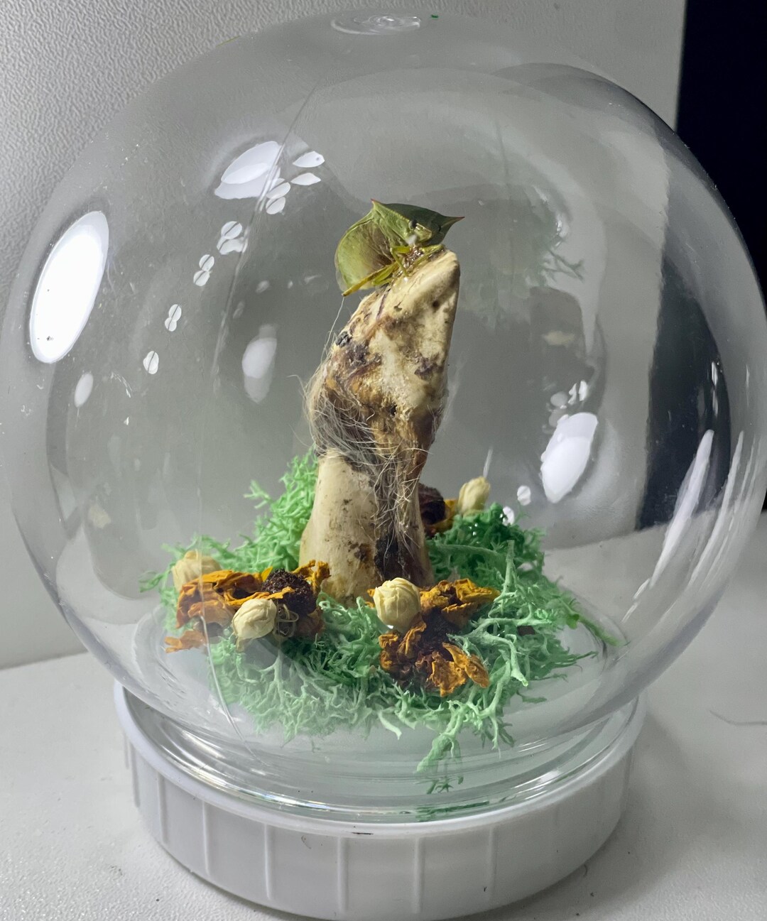 Chinavia Hilaris, Bug, Specimen, Oddities, Bones, Toe Bone, Moss. - Etsy