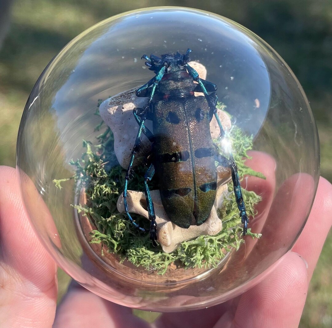 Lamiinae Bug, Bugs, Oddities, Shadow Box, Bones, Bug Art. - Etsy