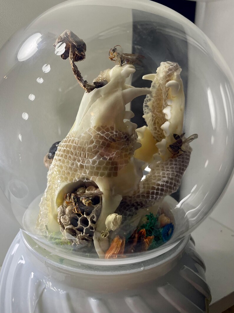 Fox Skull, Skulls, Wasp, Wasp Nest, Beetles, Oddities, Snake Skin, Moss ...