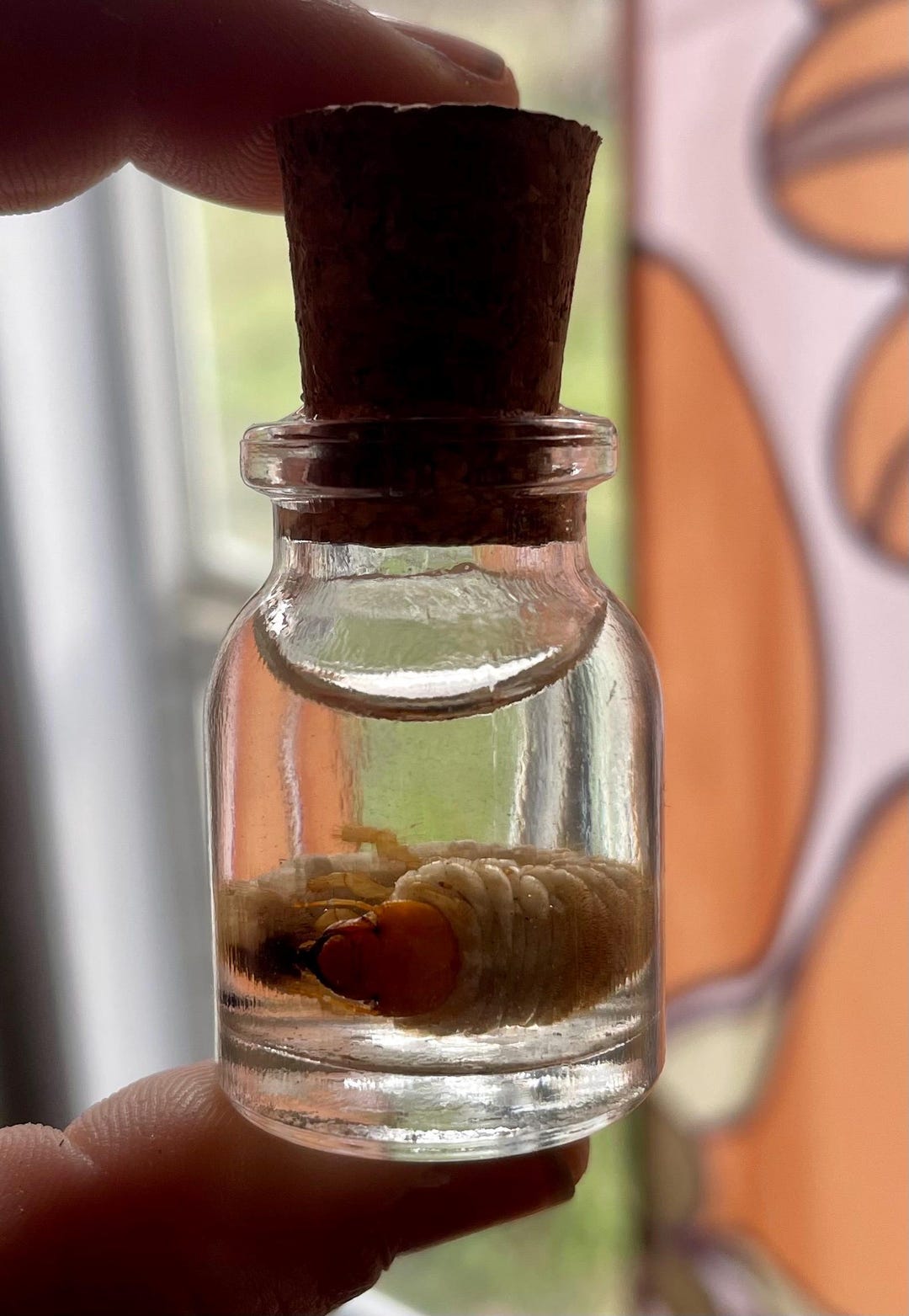 Wet Specimen, Grubs, Bugs, Oddities, Beetles, Specimens - Etsy