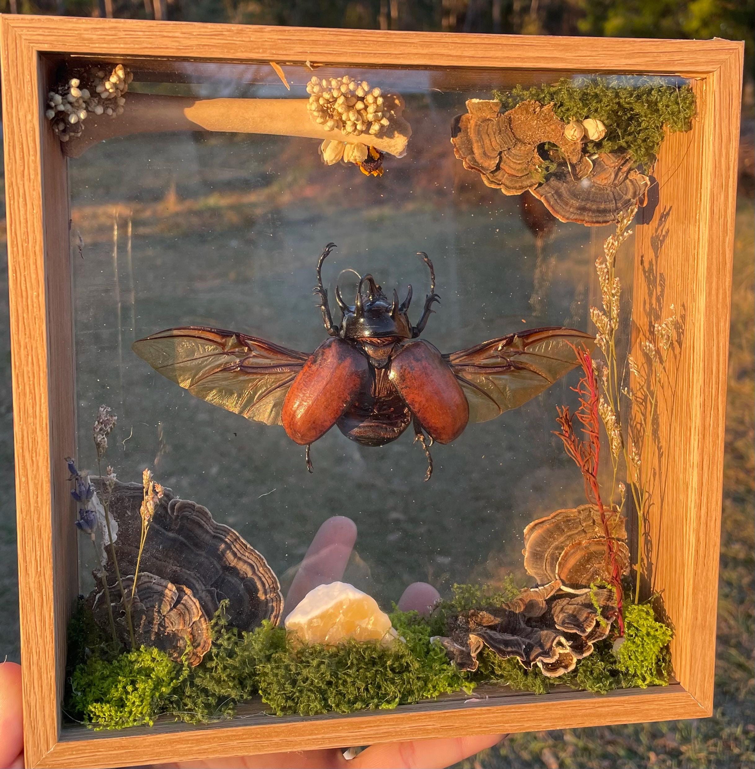 Ox Beetle, Beetles, Shadow Box, Bones, Flowers, Crystals, Oddities ...