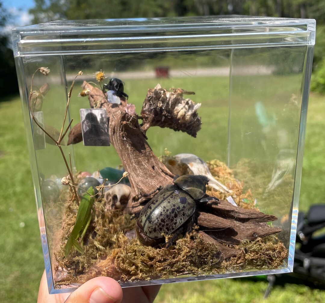 Hercules Beetle, Beetles, Bug Art, Oddities, Bugs, Taxidermy, Shadow ...