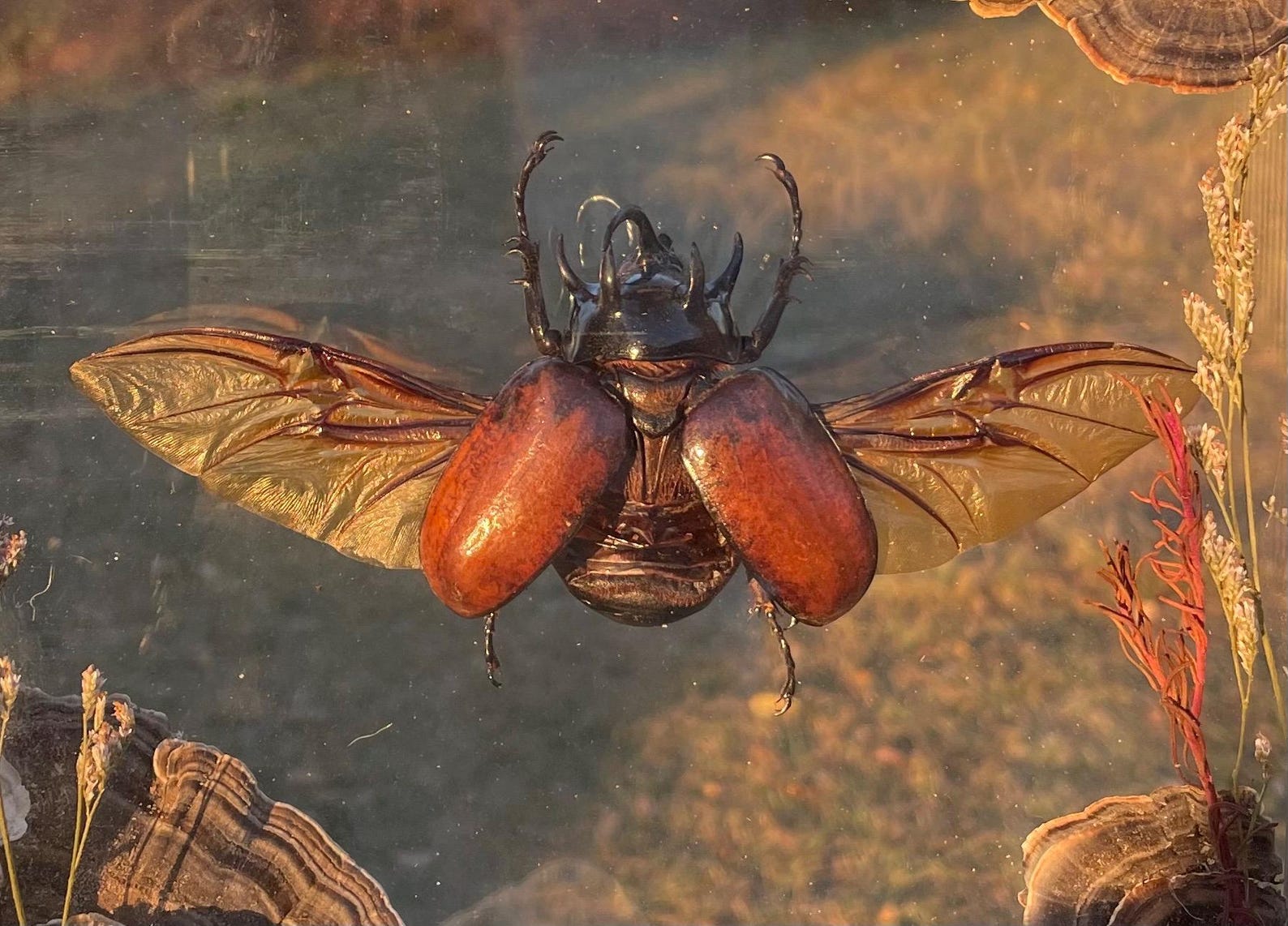 Ox Beetle, Beetles, Shadow Box, Bones, Flowers, Crystals, Oddities ...